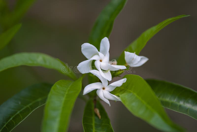 White Flowers of Peroba Tree with Pinwheel Form and Green Leaves Stock ...