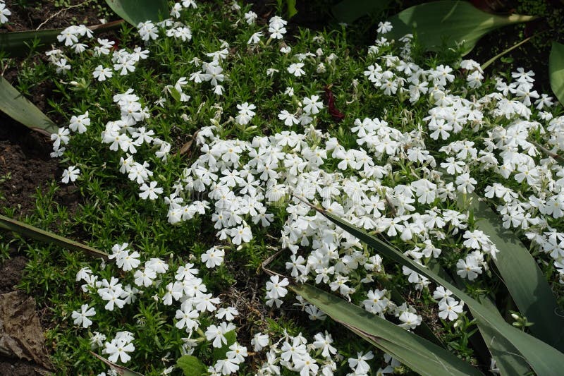 White Flowers of Phlox Subulata in May Stock Image - Image of herb ...