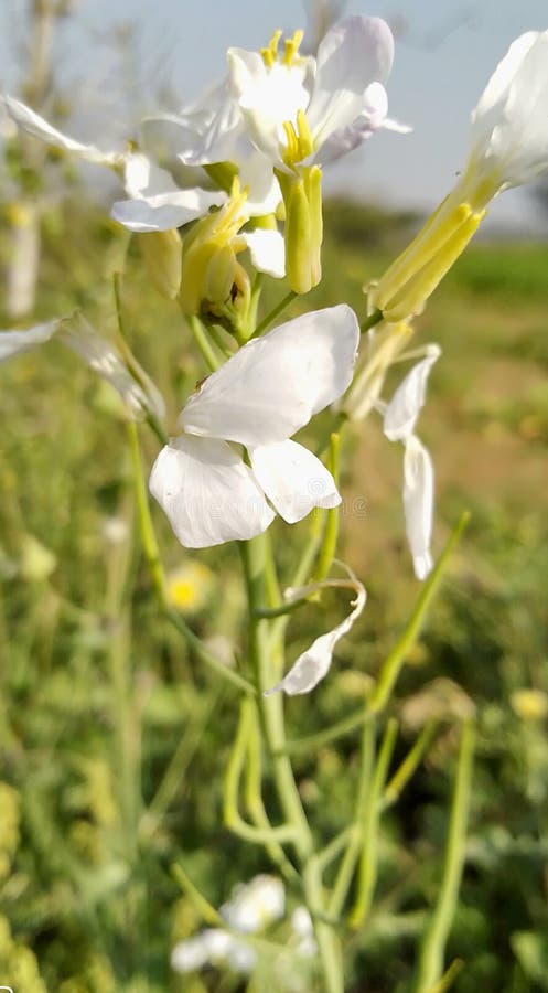 White Flowers White Phool Field Stock Image - Image of phool, flower ...