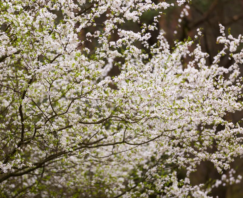 25,775 Plum Tree White Flowers Stock Photos - Free & Royalty-Free Stock ...