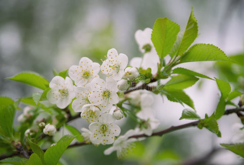 White mirabelle flowers stock image. Image of nature, hope - 4539387
