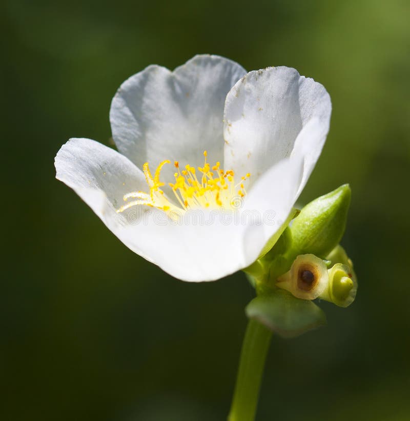White Flowers: Portulaca Grandiflora Stock Image - Image of purslane ...