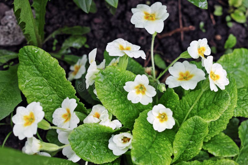 White flowers primrose stock photo. Image of primula - 78165768