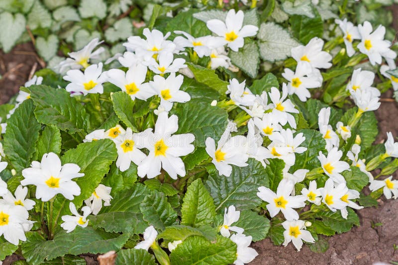 White flowers Primroses stock image. Image of flower - 31084813