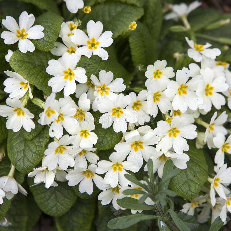 White Flowers Primroses (Primula Vulgaris) Stock Image - Image of plant ...