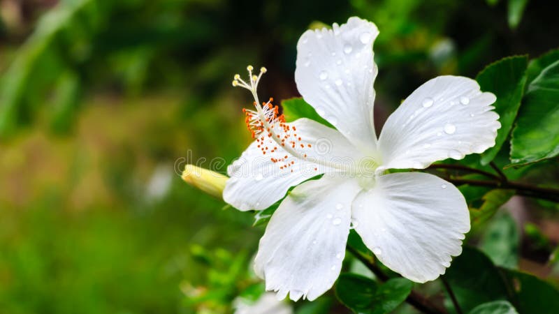 White Flowers after the Rain Stock Photo - Image of malvales, spring ...