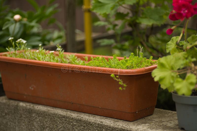 White Flowers in a Rectangular Shaped Flower Pot Outdoors Stock Image ...