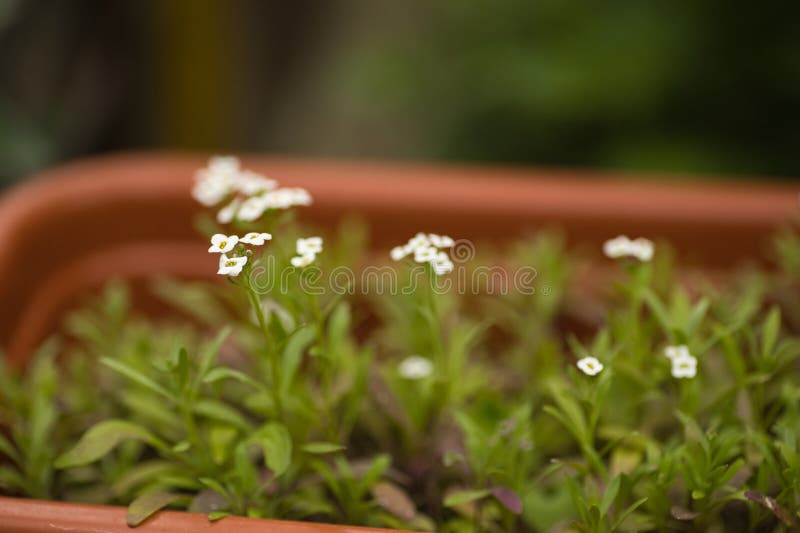 White Flowers in a Rectangular Shaped Flower Pot Outdoors Stock Image ...
