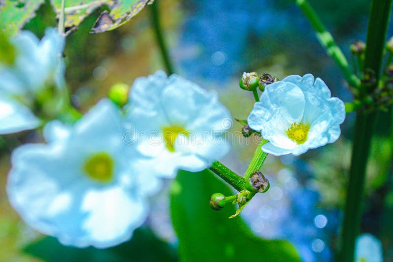 White Flowers at Restaurant in Bogor, West Java, Indonesia on February ...