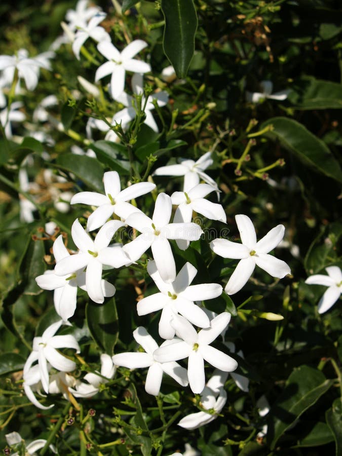 Jasmine flowers stock image. Image of decorating, soap - 25203043