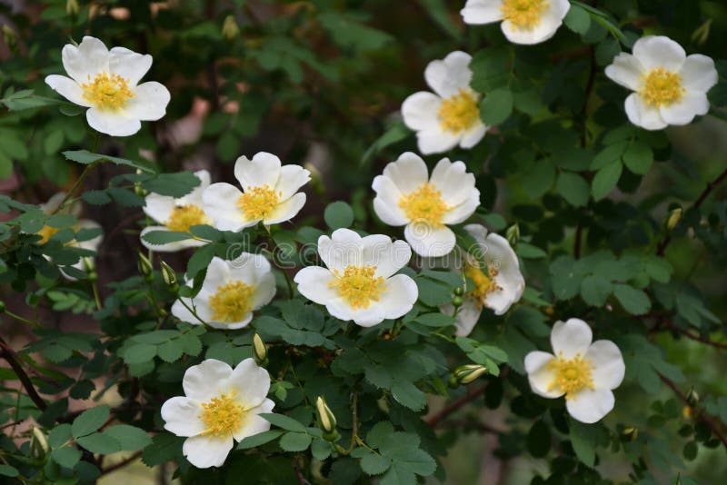 White flowers of rose hips stock photo. Image of flower - 156704892
