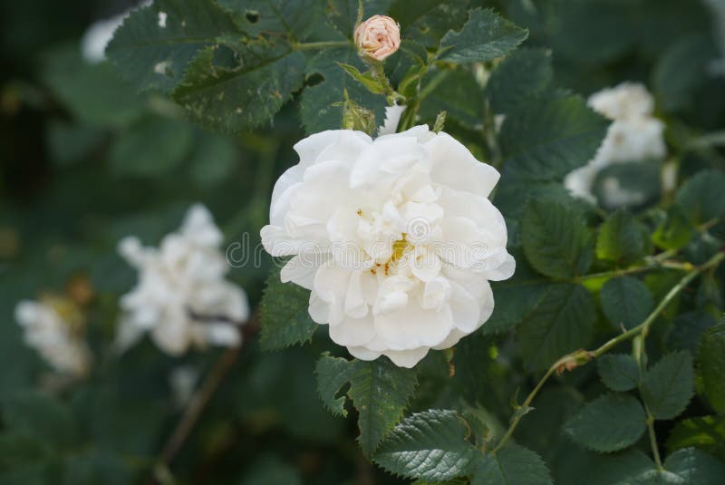 White Flowers of a Rosehip Bush on a Background of Green Foliage Stock ...