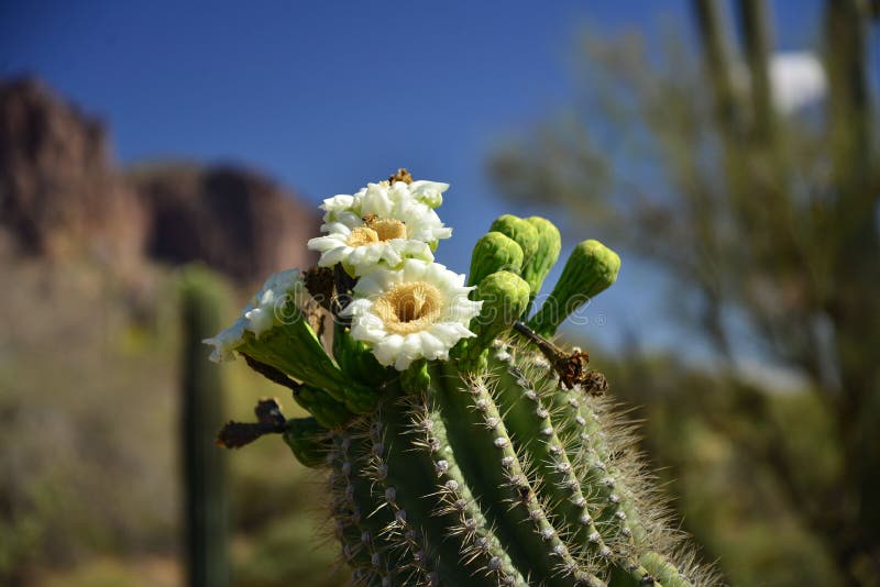 White Flowers on Saguaro Cactus. Stock Image - Image of cactus, flora ...