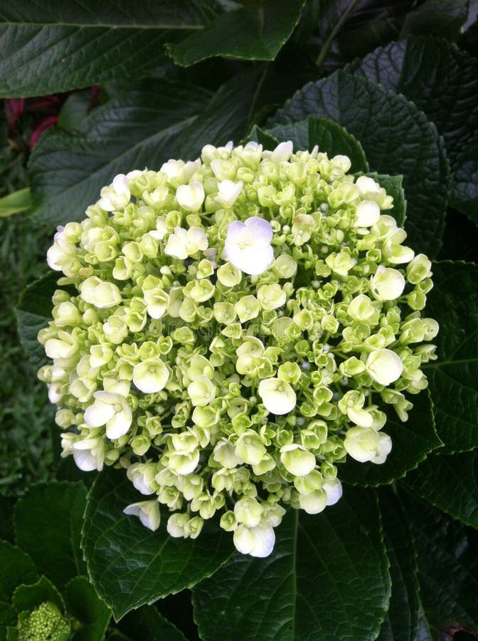 White flowers of sevenbark stock photo. Image of rose - 232747050