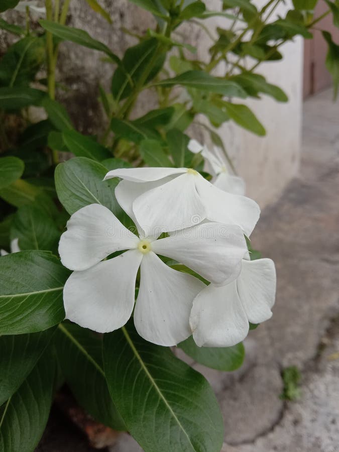 Red Flowers on the Side of the Road in the City Stock Photo - Image of ...