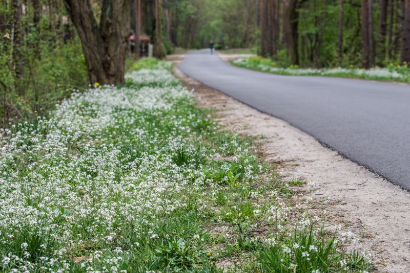Grass Flowers On Country Road Side Stock Photo - Image of country ...