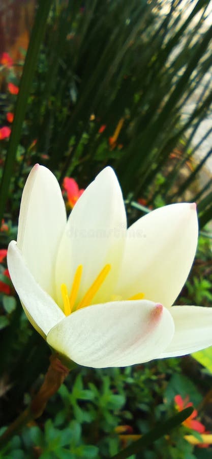 White Flowers with a Single Beauty without Any Other Flowers Around ...