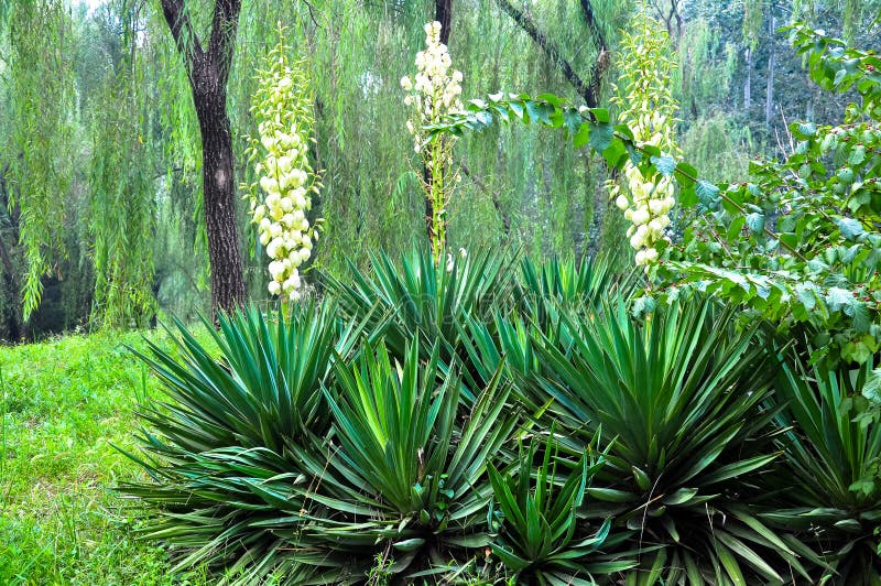 Flowers of the sisal stock photo. Image of sisalana - 111800850