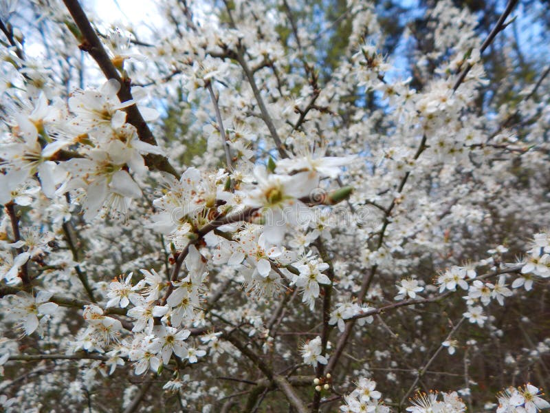 White Flowers on the Sloe Bush Stock Image - Image of petal, branch ...