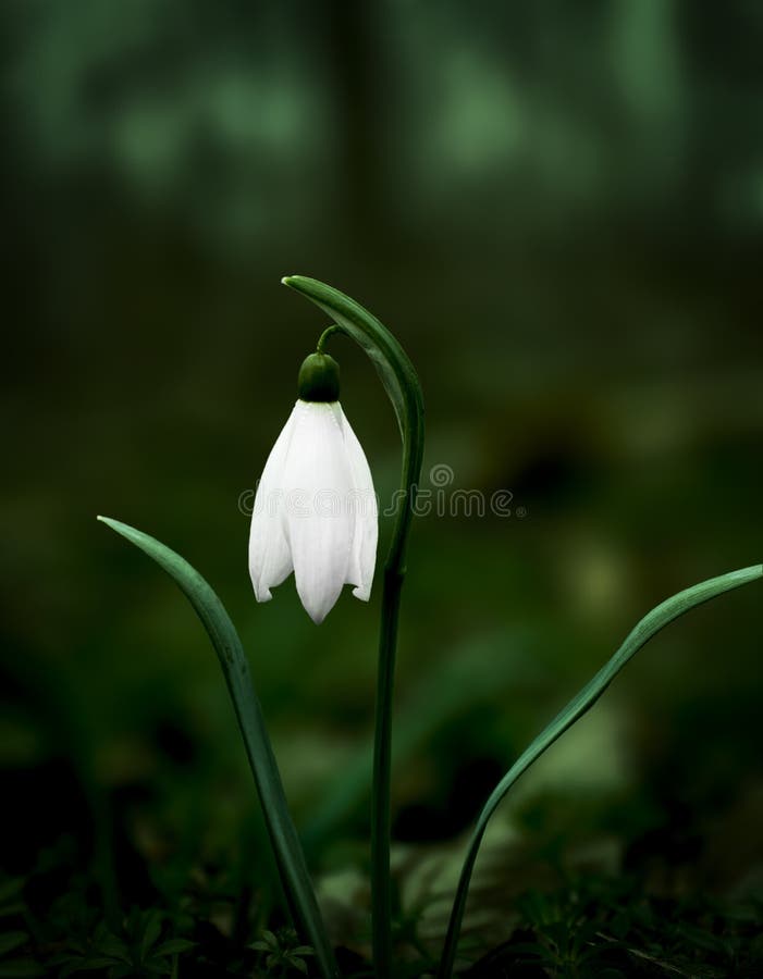 White Flowers of Snowdrops. Early Spring Flowers. Nature Wallpaper ...