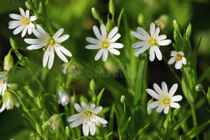 White flowers in spring stock photo. Image of flora, floral - 12050002