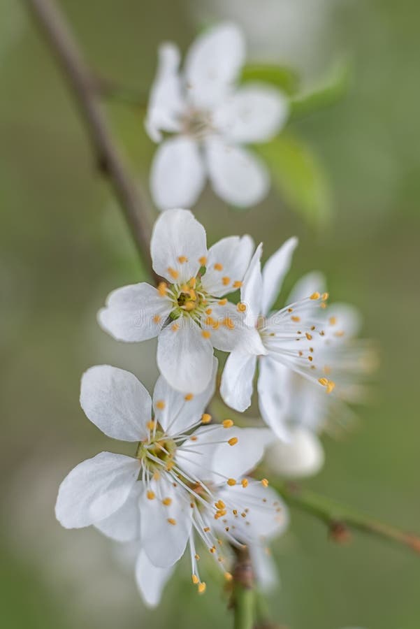 White Flowers of Spring Cherry Tree. Vertical Photo for Interior with ...