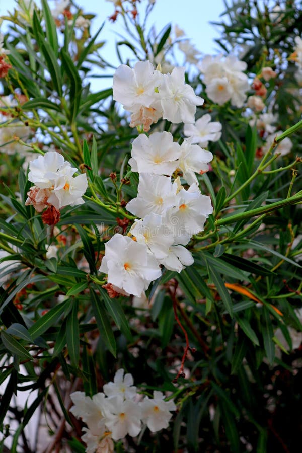 Spring Flowers, Dense Greenery Stock Photo - Image of flora, beauty ...