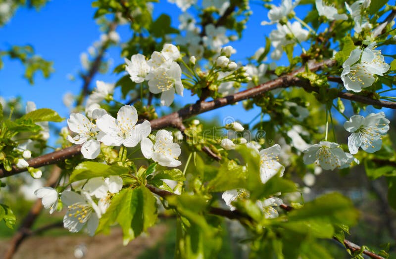 White Flowers in a Spring Garden. Stock Image - Image of growth, bloom ...