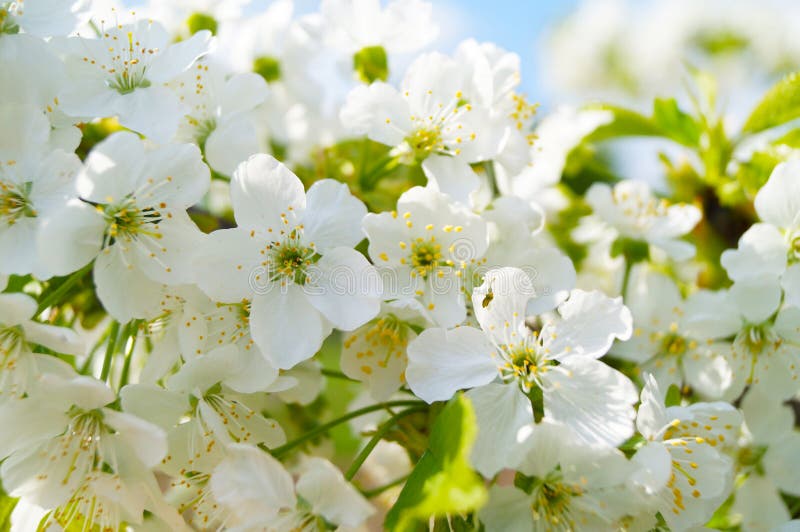 White Flowers in a Spring Garden. Stock Image - Image of gardening ...