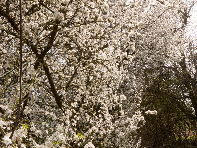 White Flowers in Spring Hanging on Trees in Spring Stock Photo - Image ...