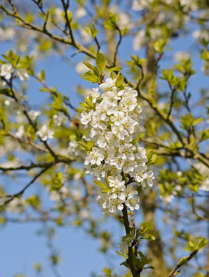 White Flowers in Spring Orchard Stock Photo - Image of horticulture ...