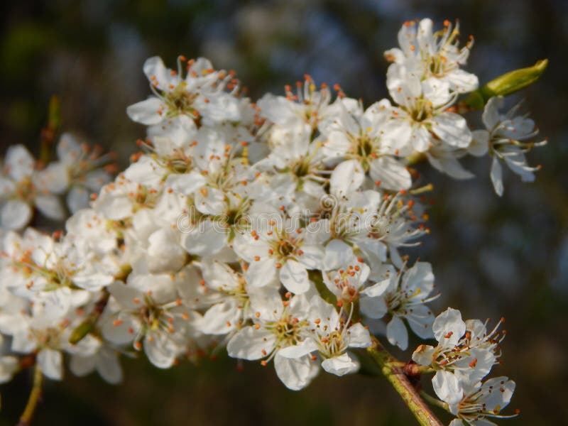 White Flowers in Spring on Shrubs Stock Image - Image of nature ...