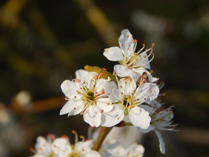 White Flowers in Spring on Shrubs Stock Photo - Image of food, branch ...