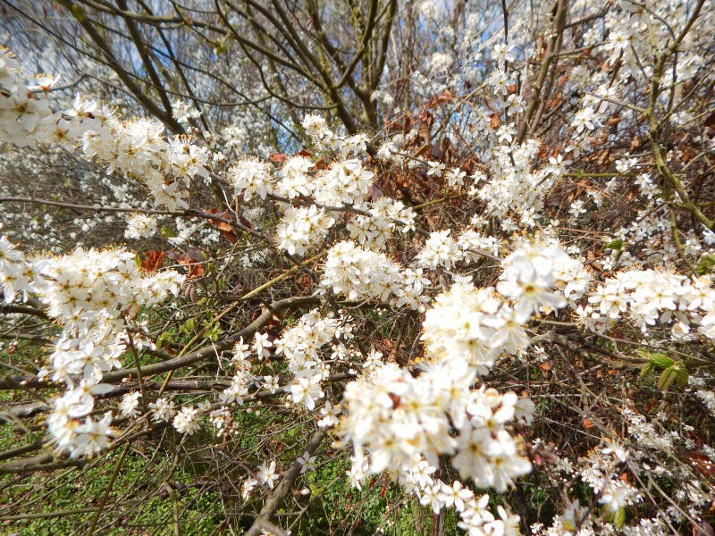 White Flowers in Spring on Shrubs Stock Photo - Image of tree, leaf ...
