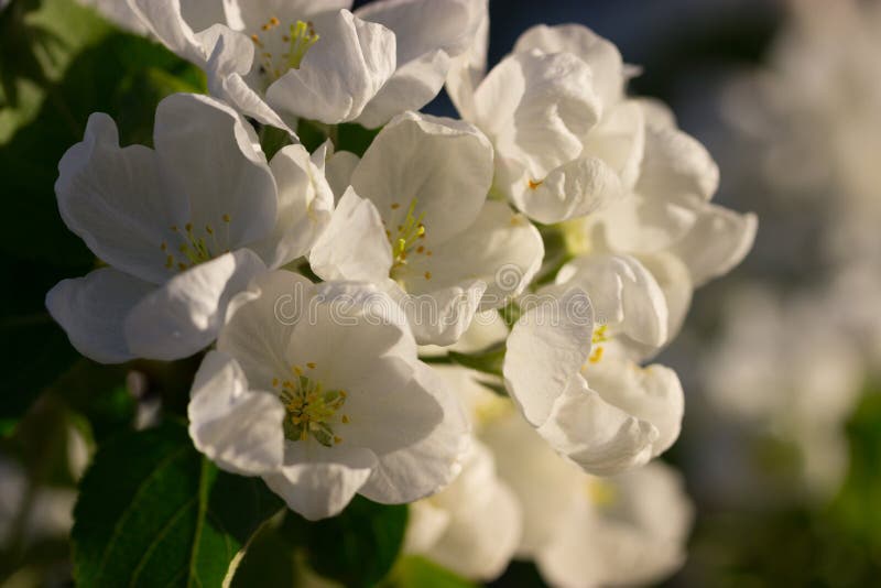 White flowers in spring stock image. Image of spring - 158031155