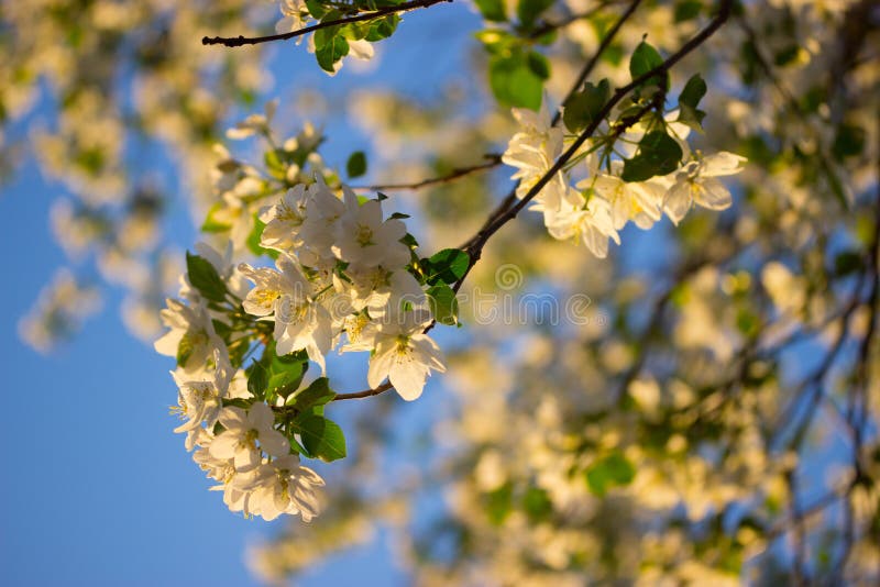 White flowers in spring stock photo. Image of color - 158031206