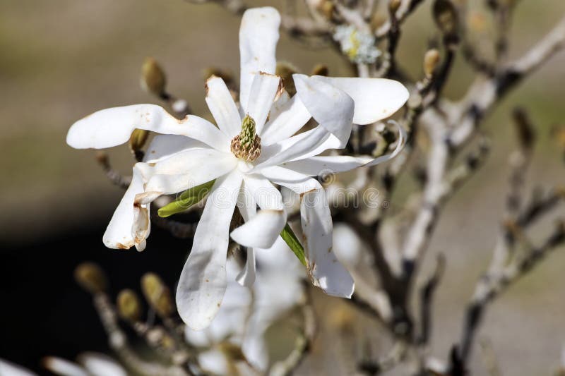 White Flowers of the Star Magnolia (Magnolia Stellata) during Spring ...