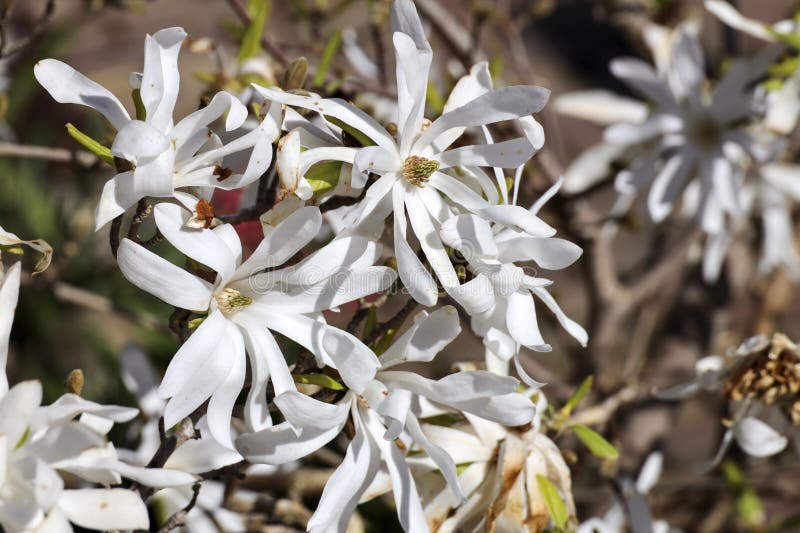 White Flowers of the Star Magnolia (Magnolia Stellata) during Spring ...