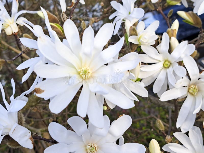 White Flowers of the Star Magnolia (Magnolia Stellata) during Spring ...