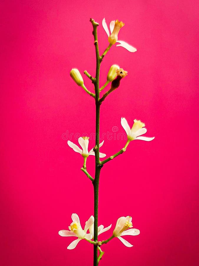 Flowers on a stick stock image. Image of ring, love, flowers - 32008365