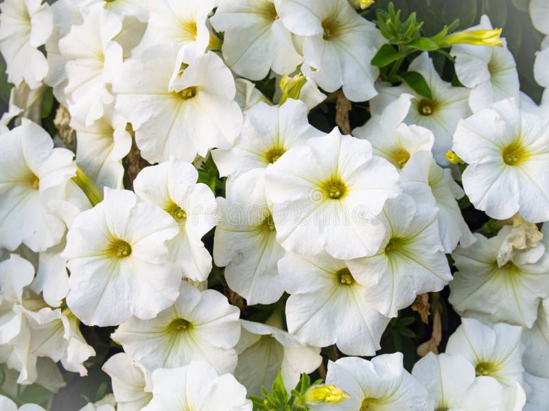 White flowers texture stock image. Image of petal, pattern - 119490651
