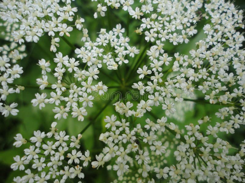 White flowers texture stock image. Image of small, white - 120418401
