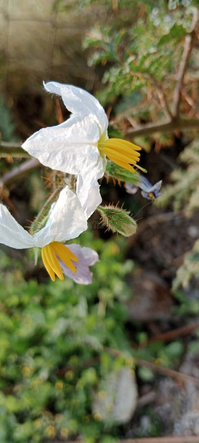 White Flowers and Thorns on the Stem. Stock Photo - Image of autumn ...