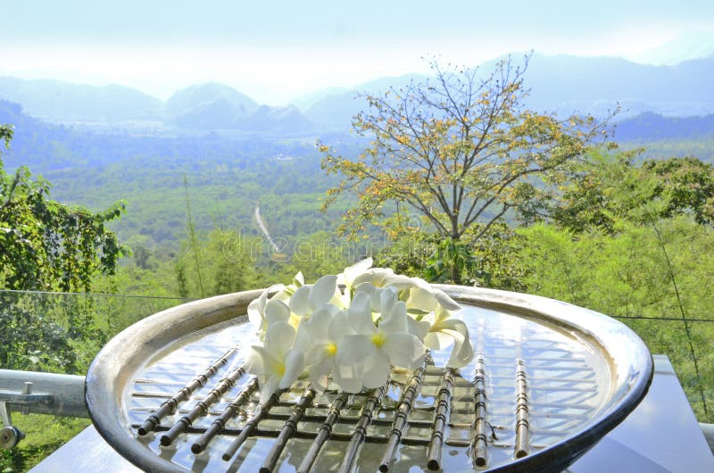 White flowers in the tray stock image. Image of tray - 59928651