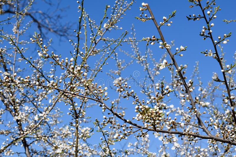 White Flowers on Tree Blooming in Spring Blurred Background. Stock ...