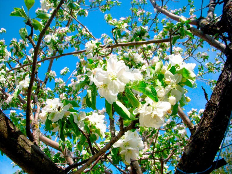 White Flowers on a Tree Branch Stock Image - Image of fruit, apple ...