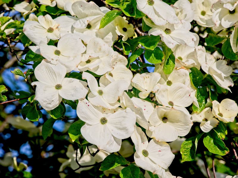 White Flowers on the Tree Branch Stock Photo - Image of pink, beautiful ...