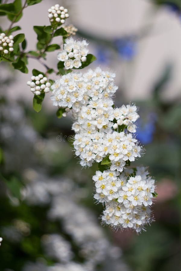 White Flowers on a Tree in a Garden Stock Image - Image of wedding ...