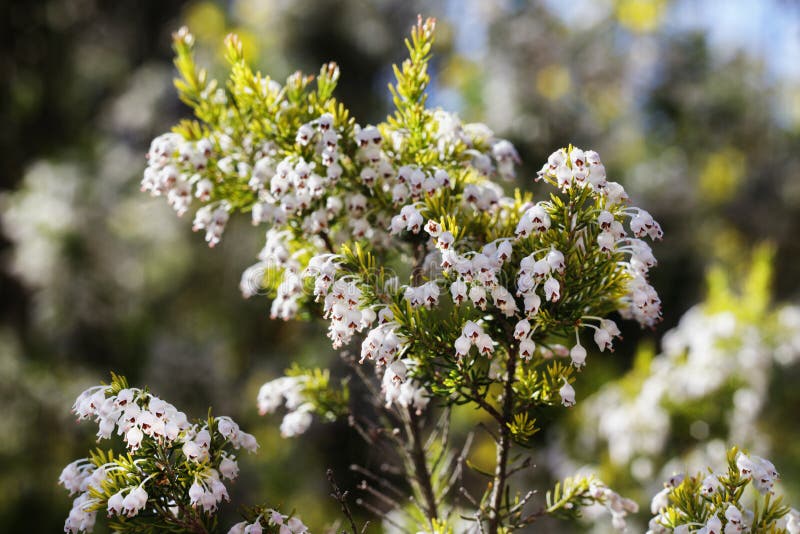 White Flowers of Tree Heath Stock Image - Image of evergreen, season ...