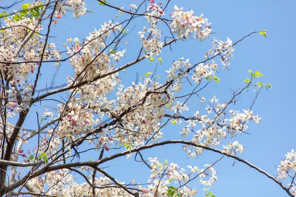 White Flowers on a Tree. Nature in the Tropics Stock Photo - Image of tree, relax: 315743460